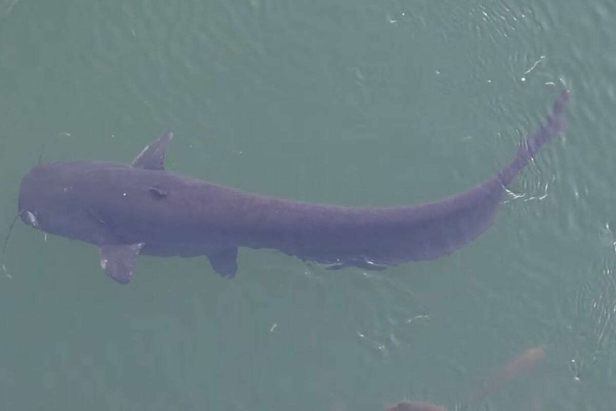 Černobilska čudovišta: Džinovski somovi plivaju po Ukrajini! (FOTO) (VIDEO)