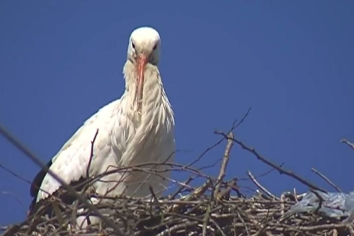 NARODNA VEROVANJA KOJA MORATE ZNATI: Roda na krovu znači da stiže beba ...