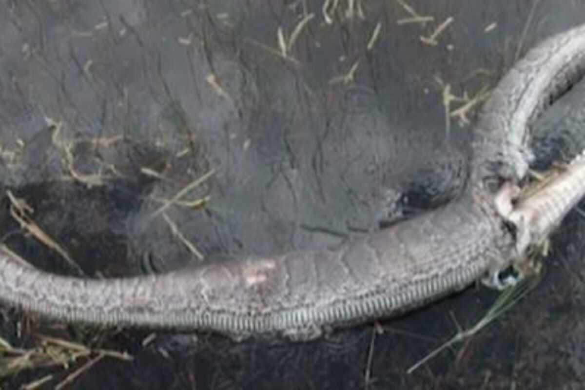 PITON OD ČETIRI METRA PROGUTAO ALIGATORA: Ali tek onda nastaje pravi ...