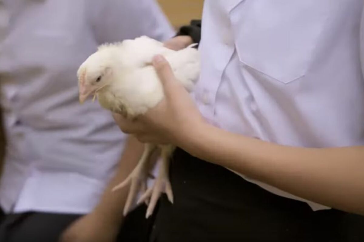 POČINJE NAJŠOKANTNIJI RIJALITI DO SADA: Moraju da postanu vegetarijanci ...