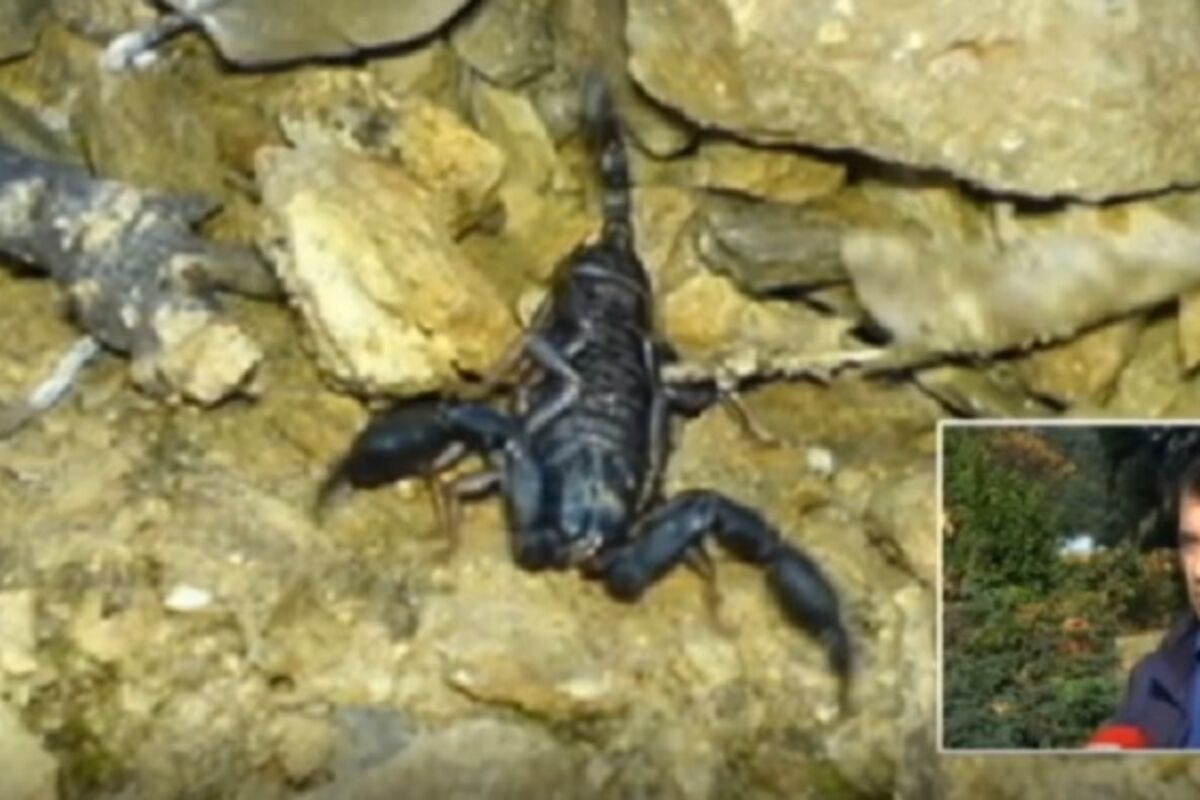 OTKRIVENO KOLIKO SU OPASNE ŠKORPIJE KOJE SU SE POJAVILE U BEOGRADU ...