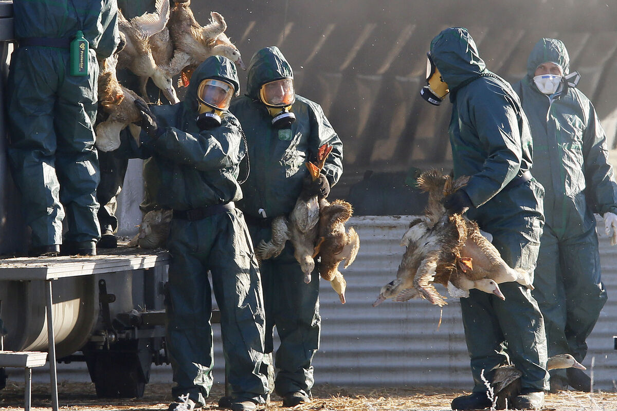 U Austriji hara ptičiji grip