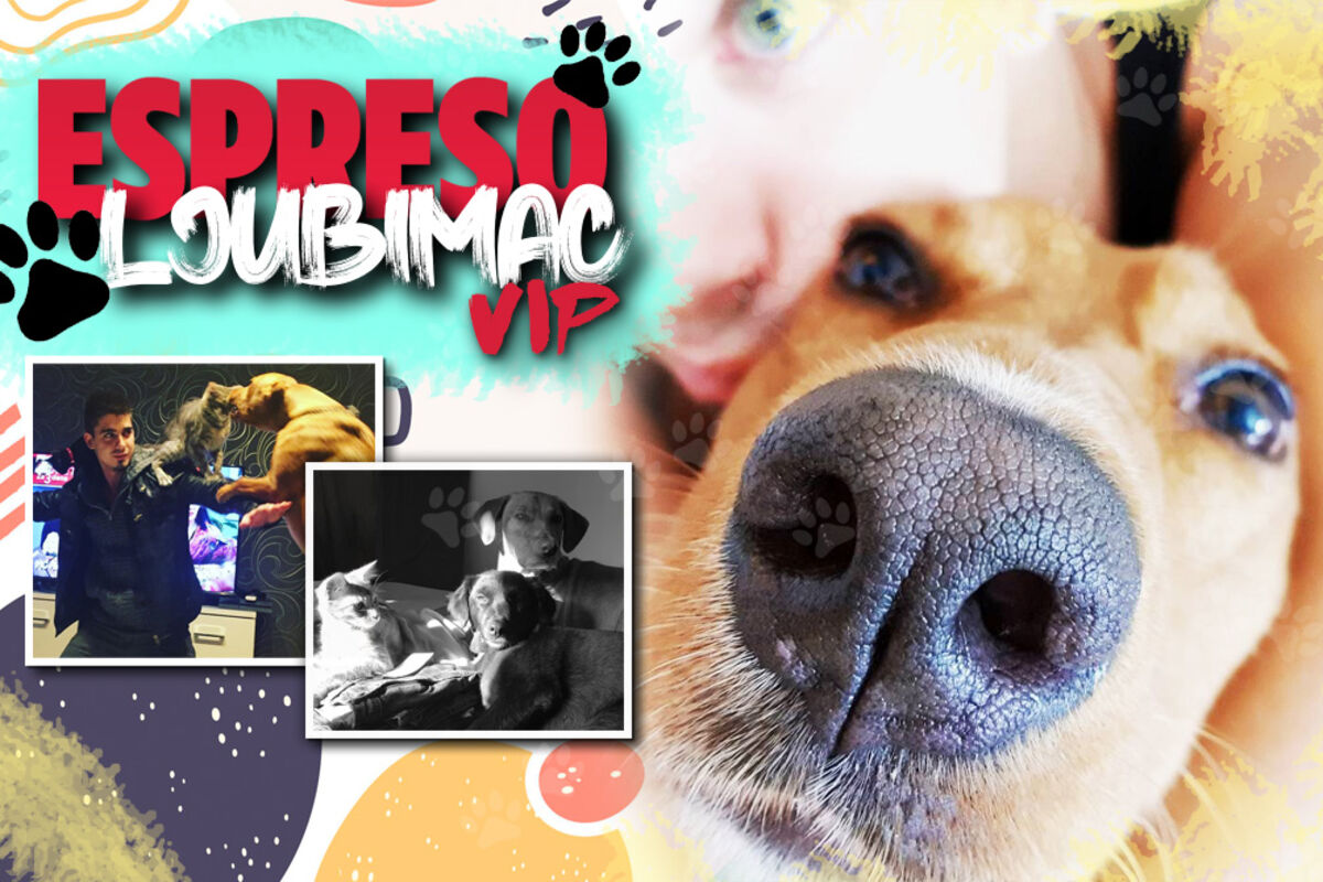 FILIP RELJIĆ IMA ČAK PET LJUBIMACA: Pravi je HIT kako je svaki od njih ...