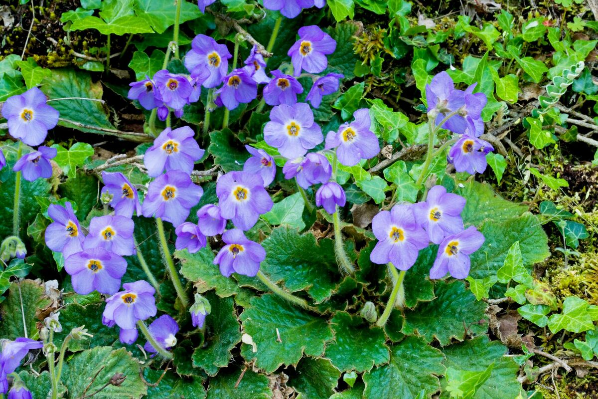 DA LI SU NATALIJINA I SRPSKA RAMONDA ISTO? Mnogi GREŠE, a evo šta kažu ...