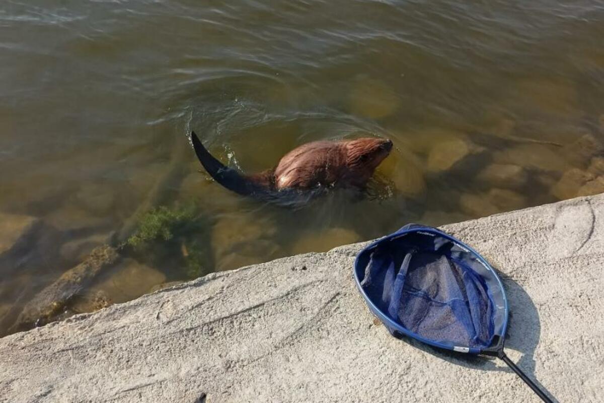 DABROVI SE BORE ZA ŽIVOT U NOVOM SADU! Jedan je umro u borbi sa ...