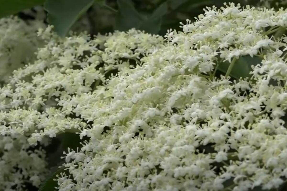 Recept za sok od zove