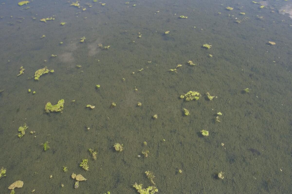 POMOR RIBE I NESNOSAN SMRAD NA SRPSKOM JEZERU, A OVO JE RAZLOG ...