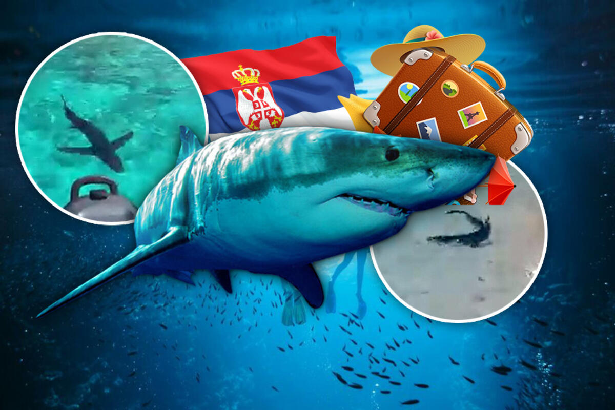 MORSKIH PREDATORA IMA I VAN EGIPTA: Ajkule VREBAJU u omiljenim destinacijama SRBA – nemani ...