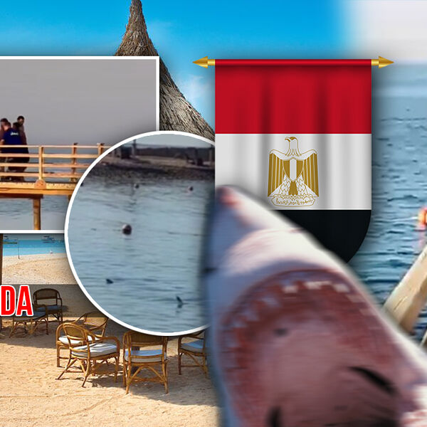 3 NAJOPASNIJE VRSTE AJKULA NA SVETU: Samo njihova IMENA lede KRV U VENAMA, BRUTALNE SU!