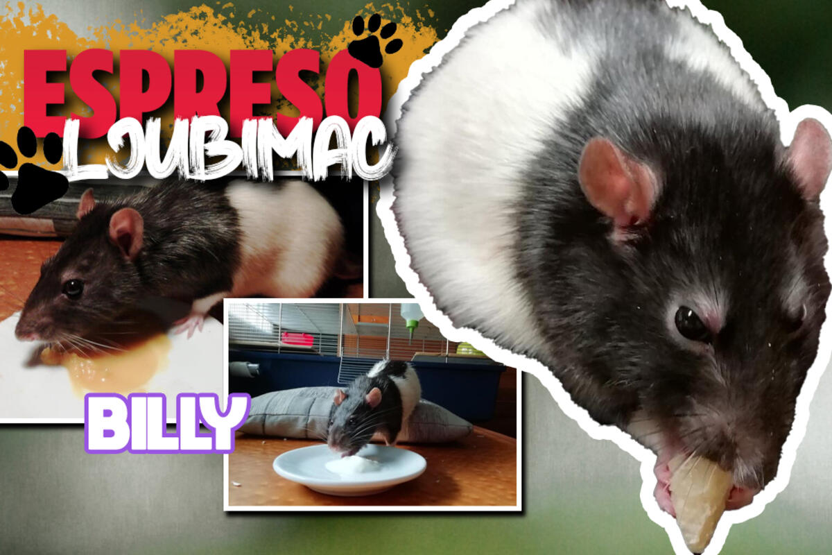 Espreso ljubimac pacov Billy