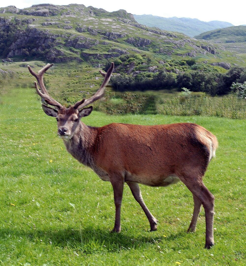 Izraz rogonja u Srbiji