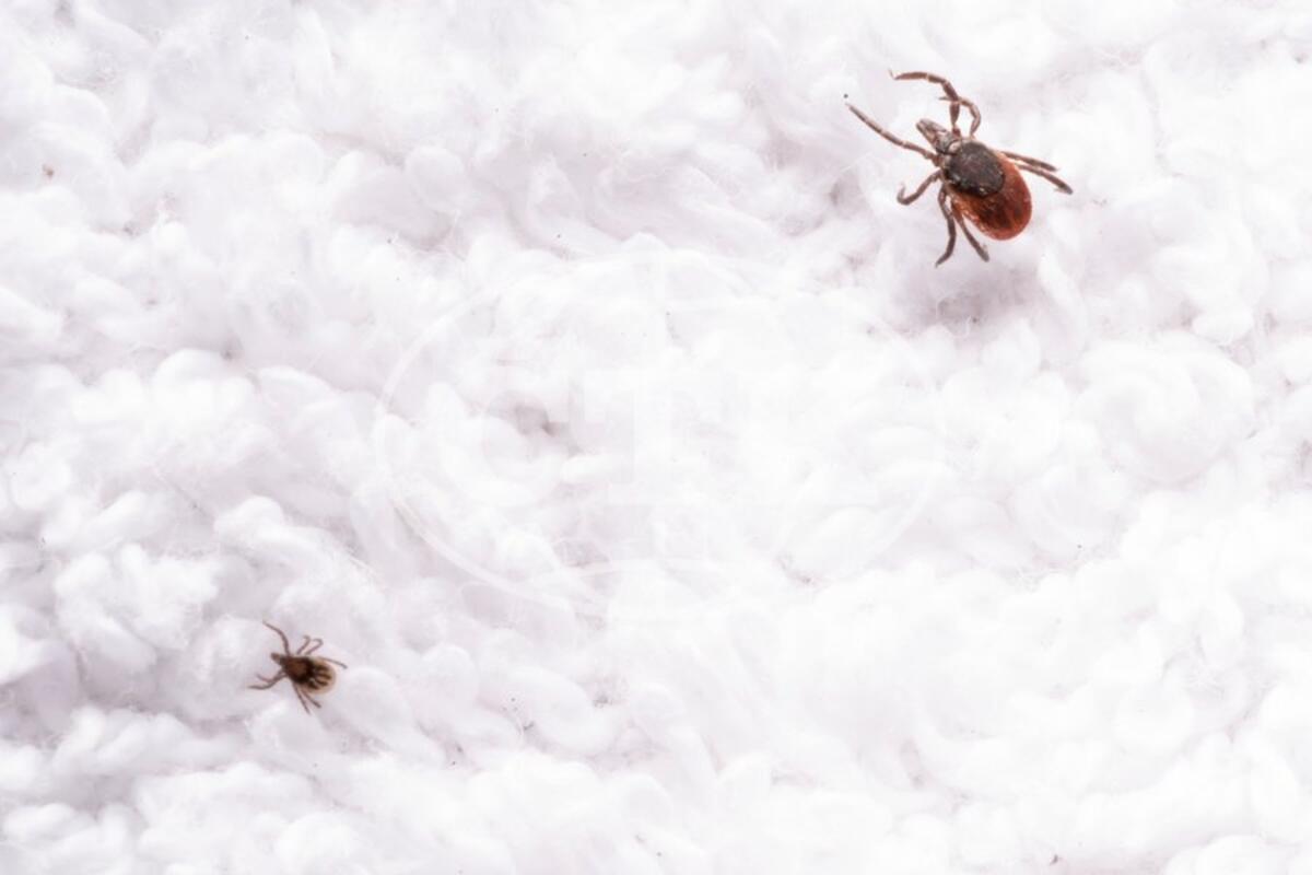 Kako se rešiti buva u kući