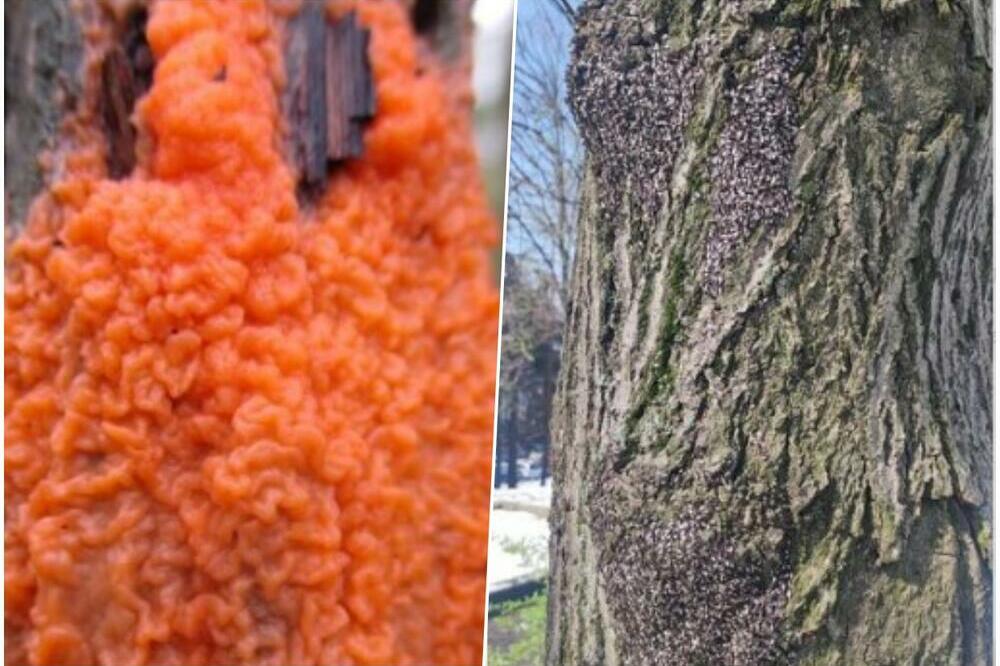 Beograđani zabeležili dve jezive pojave na drveću