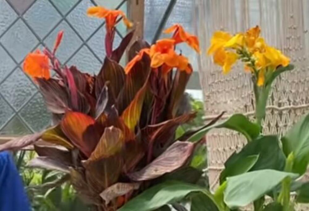 Biljka kana otporna na sušu