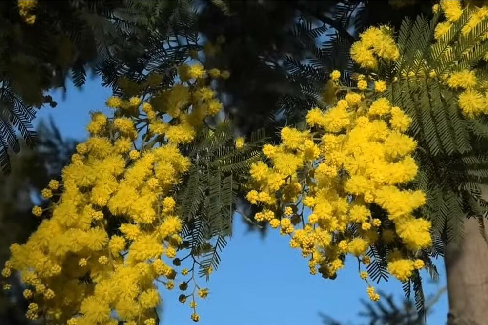Mimoza cvet - poreklo i simbolika