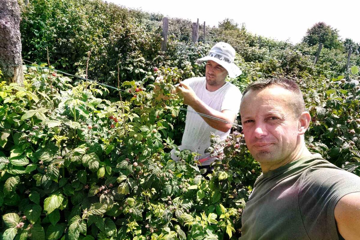 Kolika je dnevnica za berbu malina 2023