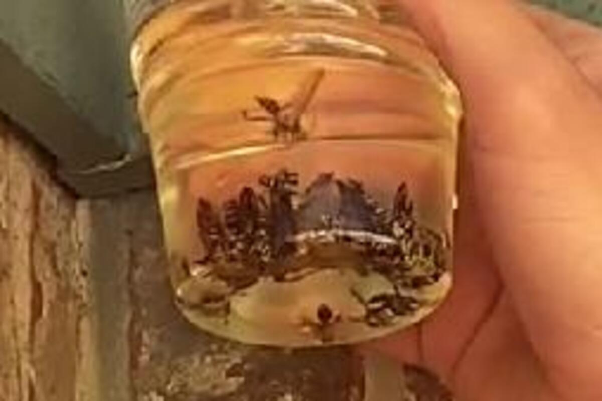 Crveno cveće privlači ose