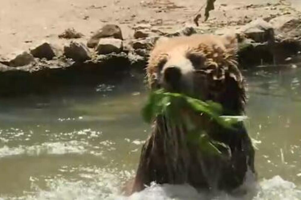 Životinje u ZOO vrtu na Paliću