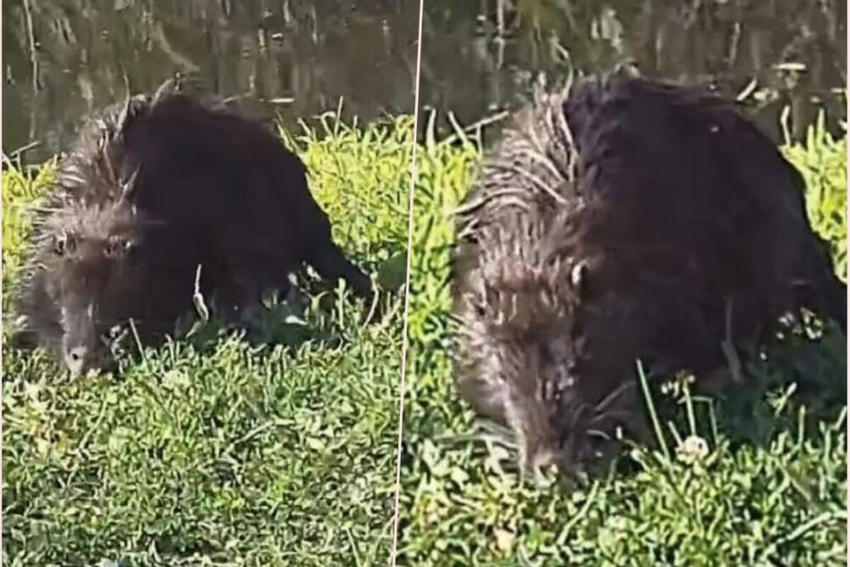 "Džinovski pacov" u Krnjači