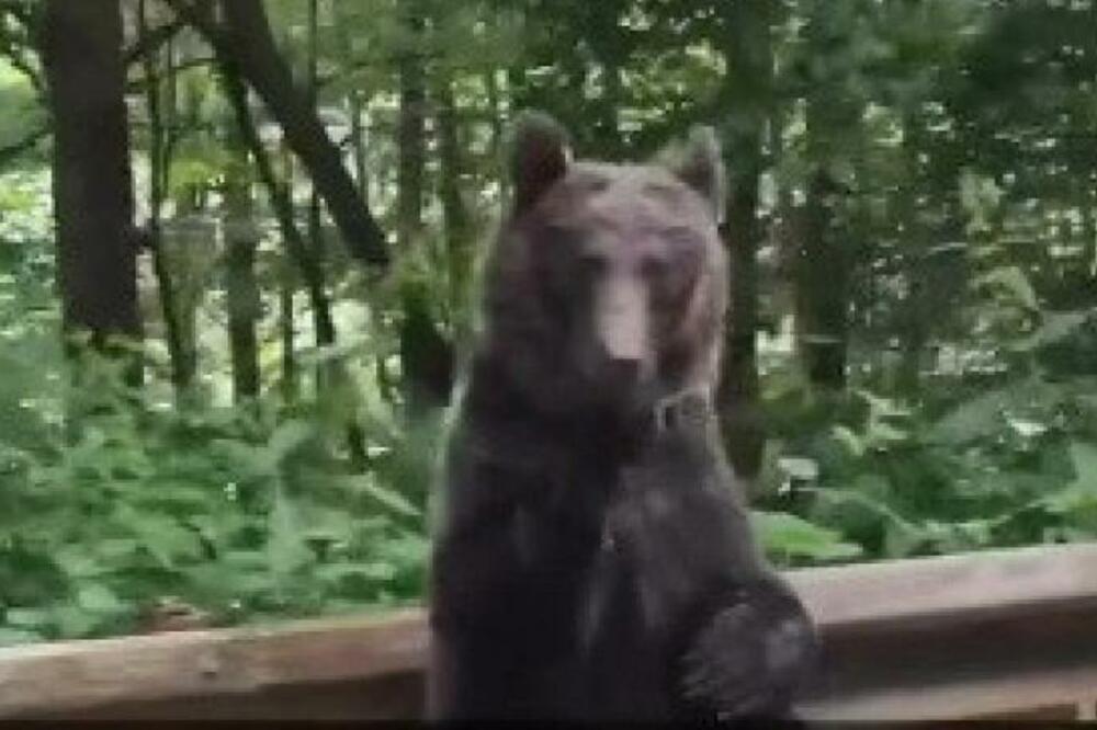 Naleteli na medveda u šumi