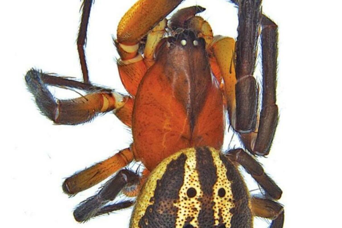 Nova vrsta pauka nazvana po Tomu Hardiju