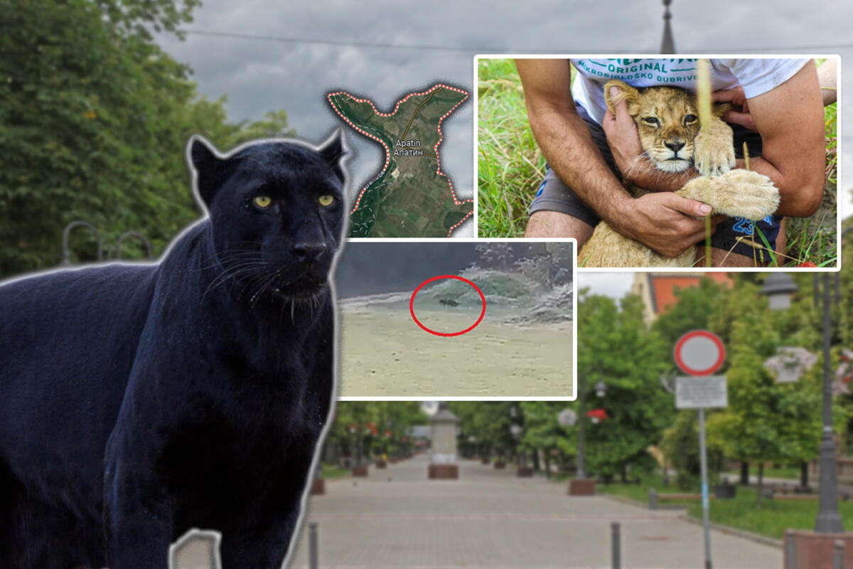 Gde je danas crni panter iz Apatina