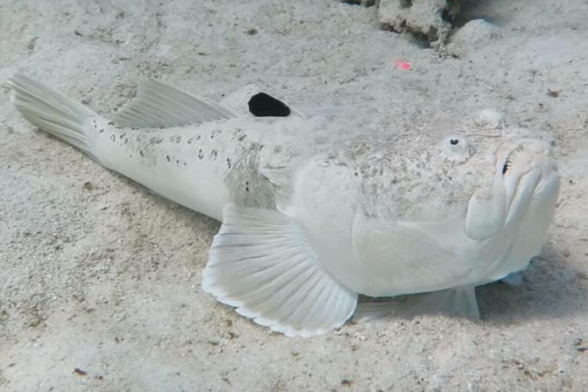 Opasna riba u svim morima sveta