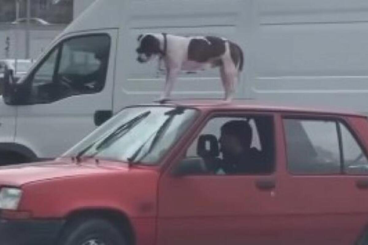 Vozi psa na krovu auta, ljudi ZGRANUTI