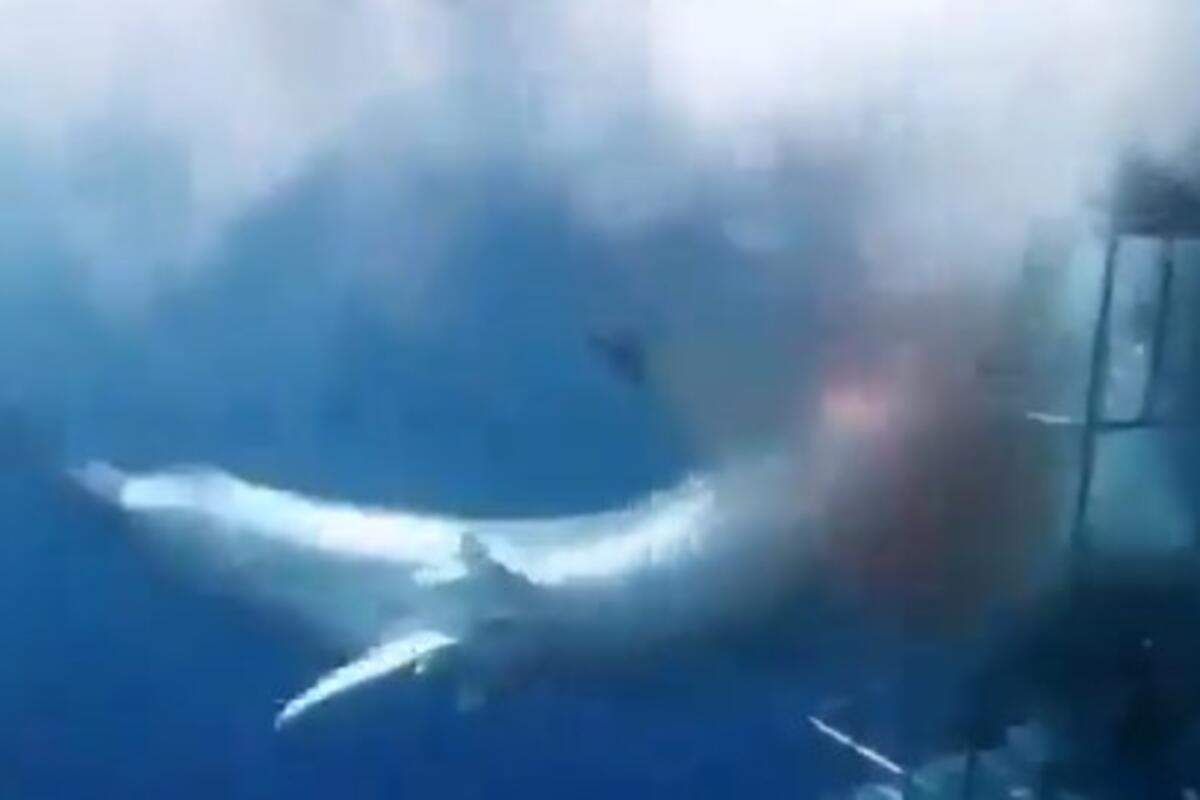 Morska neman ostala bez glave u okeanu