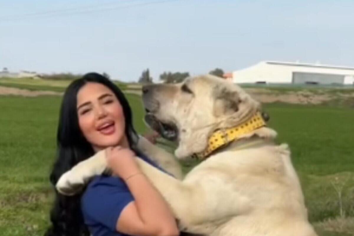 Ugriz turskog psa je jači od lavljeg