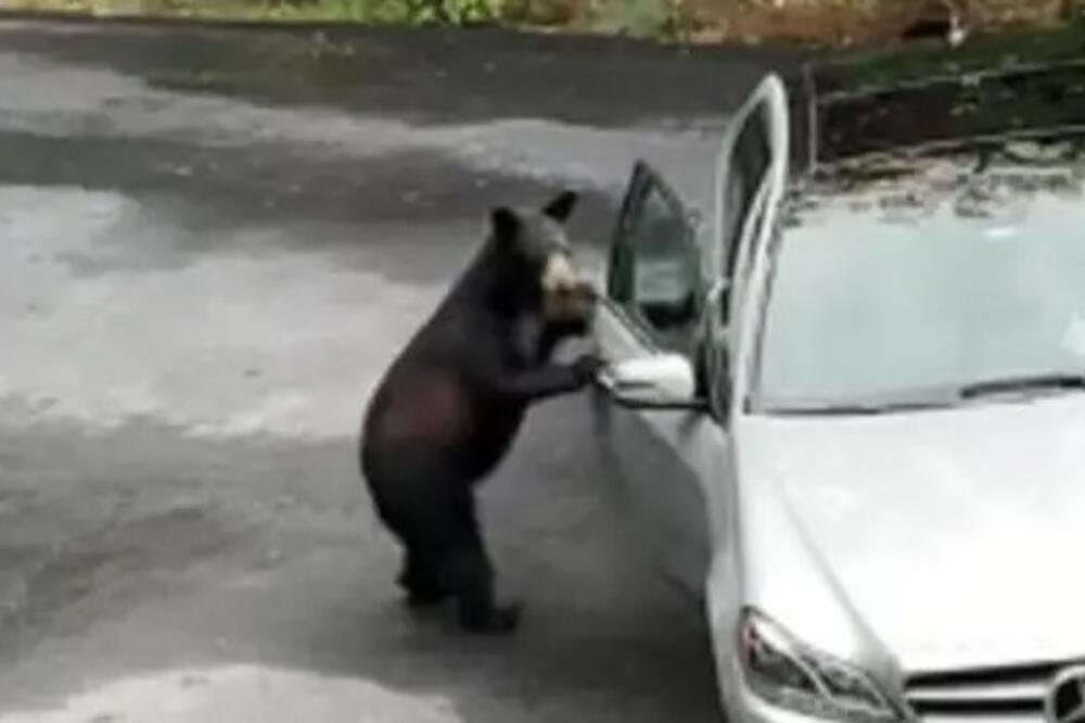 Medved otvara vrata od automobila