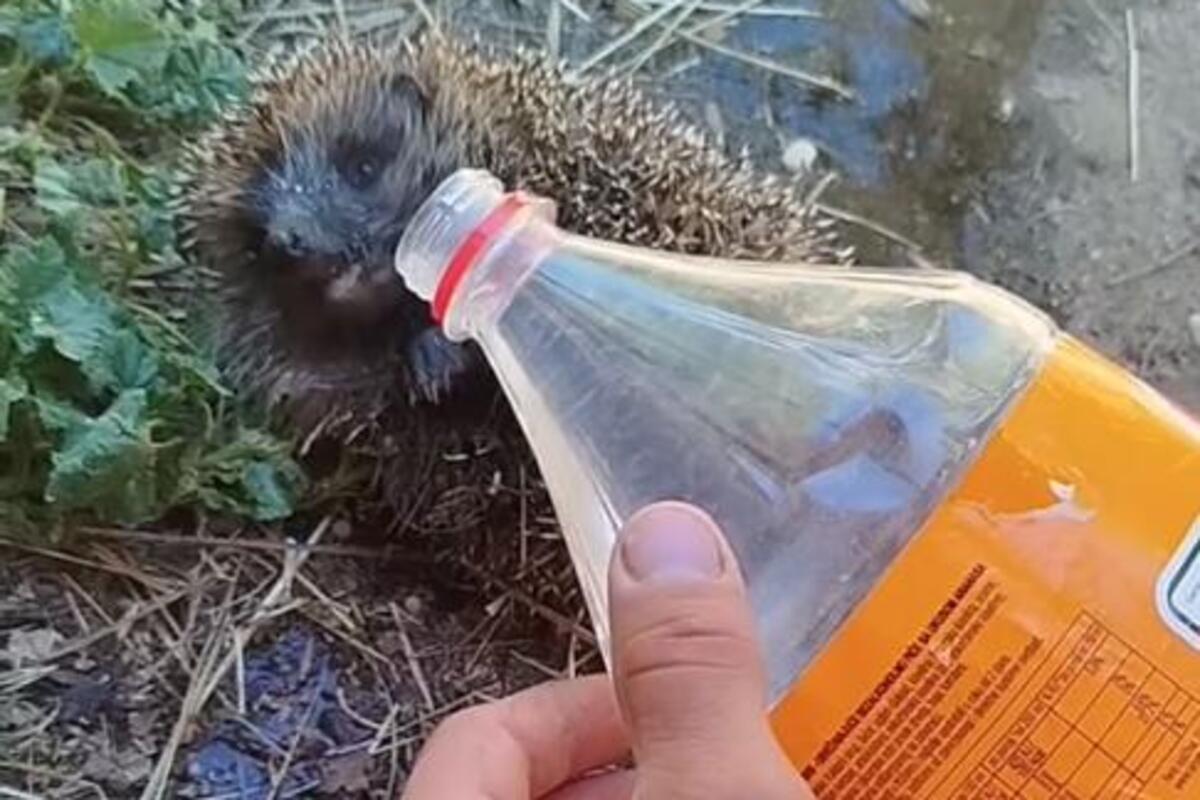 Pogledajte koliko je zapravo ovaj jež bio žedan