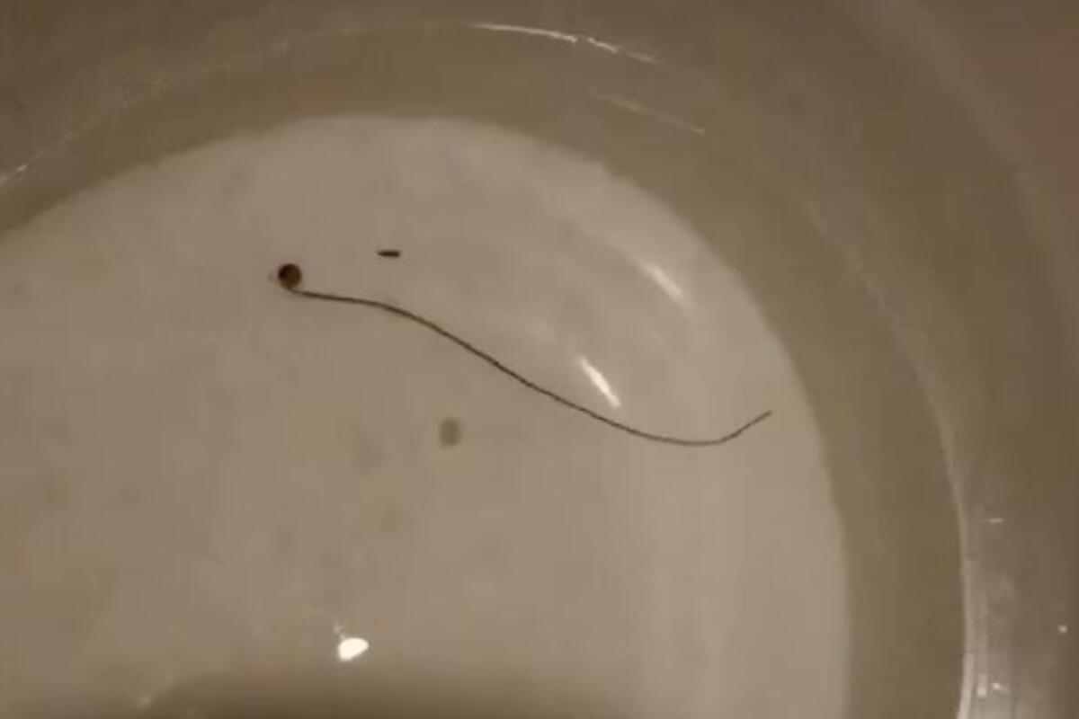 Crvi u vodi u Bujanovcu