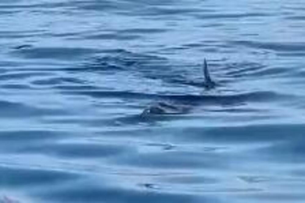 Džinovska ajkula veličine oko 8 metara snimljena u Jadranskom moru