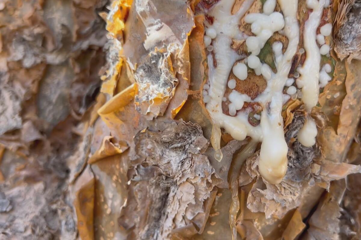 Iz svetog drveta bosvelije se skuplja tamjan